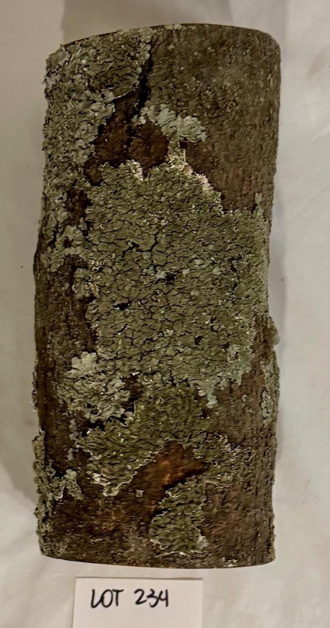 Honey Locust Project Log, Green Project Wood for Wood Carving, Wood ...