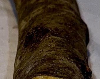 American Hornbeam, Blue Beech, Ironwood, Musclewood Craft Log, Green ...