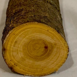 Mulberry Wood Craft Log, Wood Turning, Carving Blank (5.25x2 Inches) - Etsy