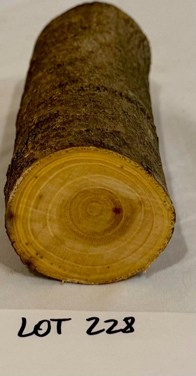 Mulberry Wood Craft Log, Wood Turning, Carving Blank (5.25x2 Inches) - Etsy