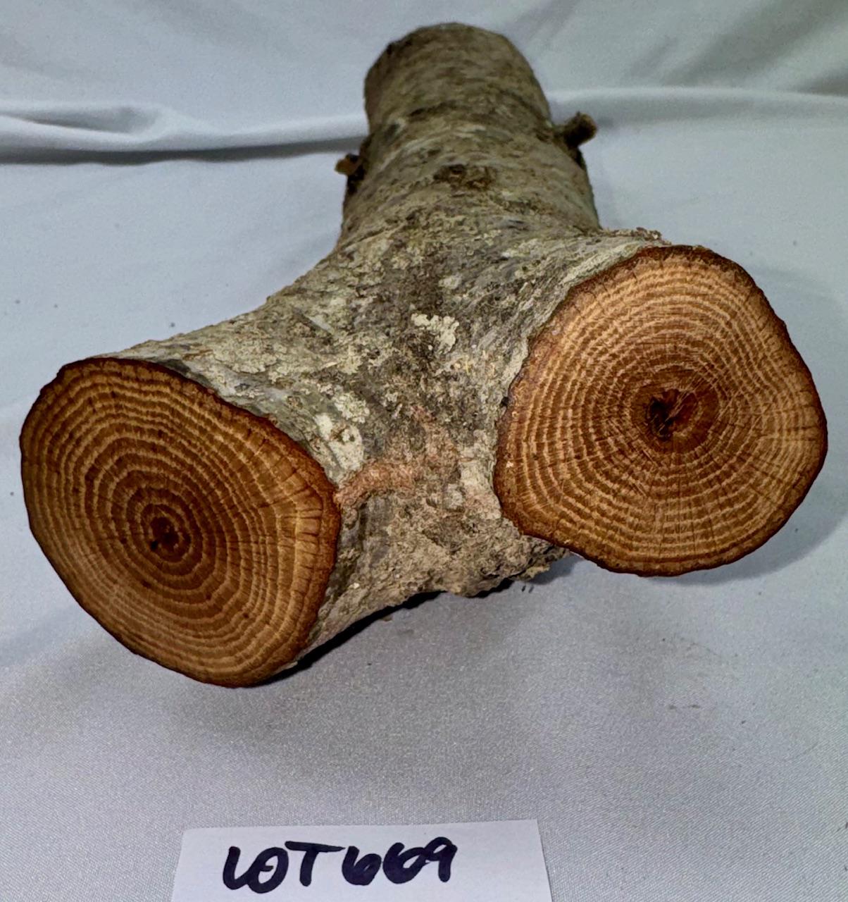 Oak Project Log With Branch Junction, 15.50x 3.25 Inches Green Project ...