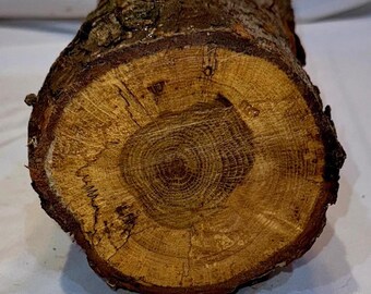 Large Mulberry Project Log for Wood Working, Wood Turning, Wood Carving ...