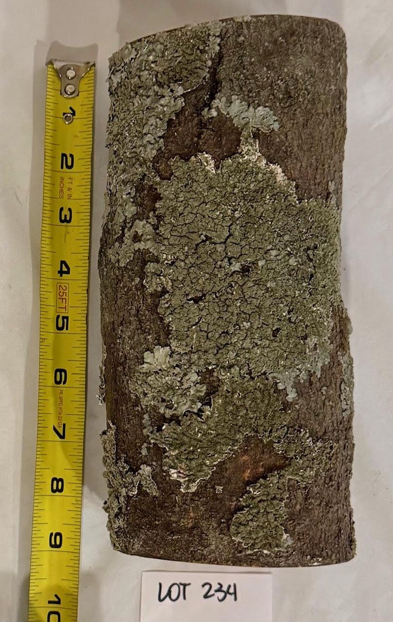 Honey Locust Project Log, Green Project Wood for Wood Carving, Wood ...