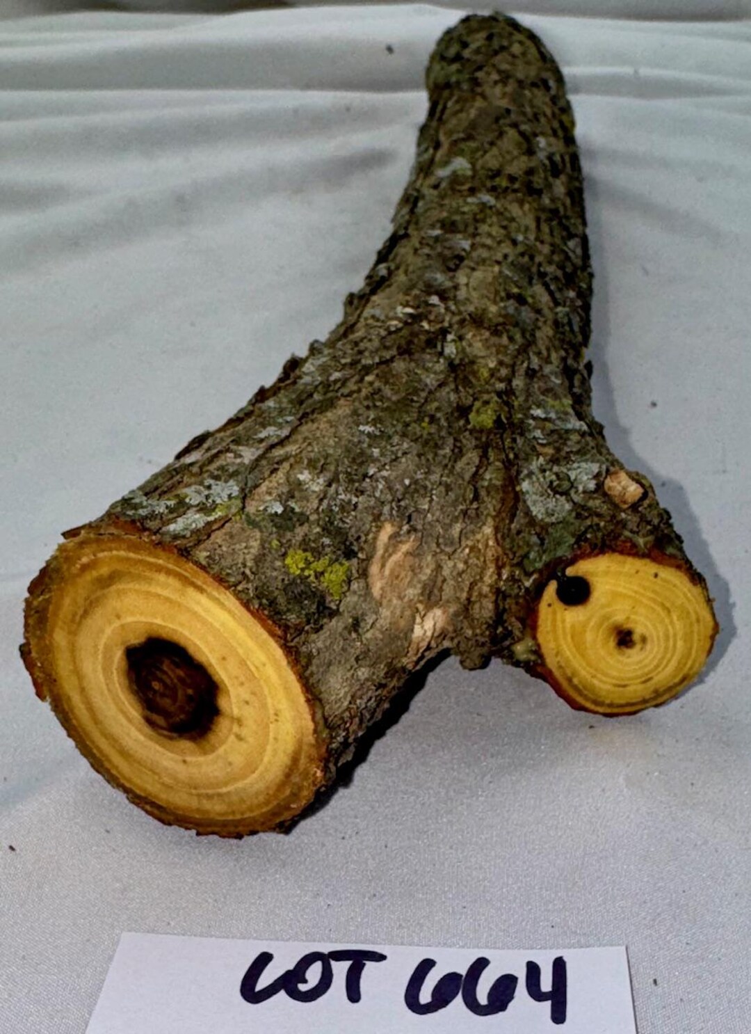Black Locust Project Log With Multiple Branch Junction, 19.75 X 2.25 ...