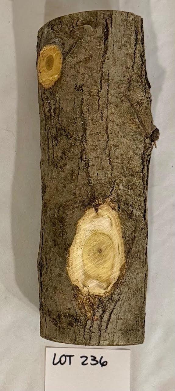 Mulberry Craft Log for Wood Working, Wood Turning, Wood Carving, Crafts ...