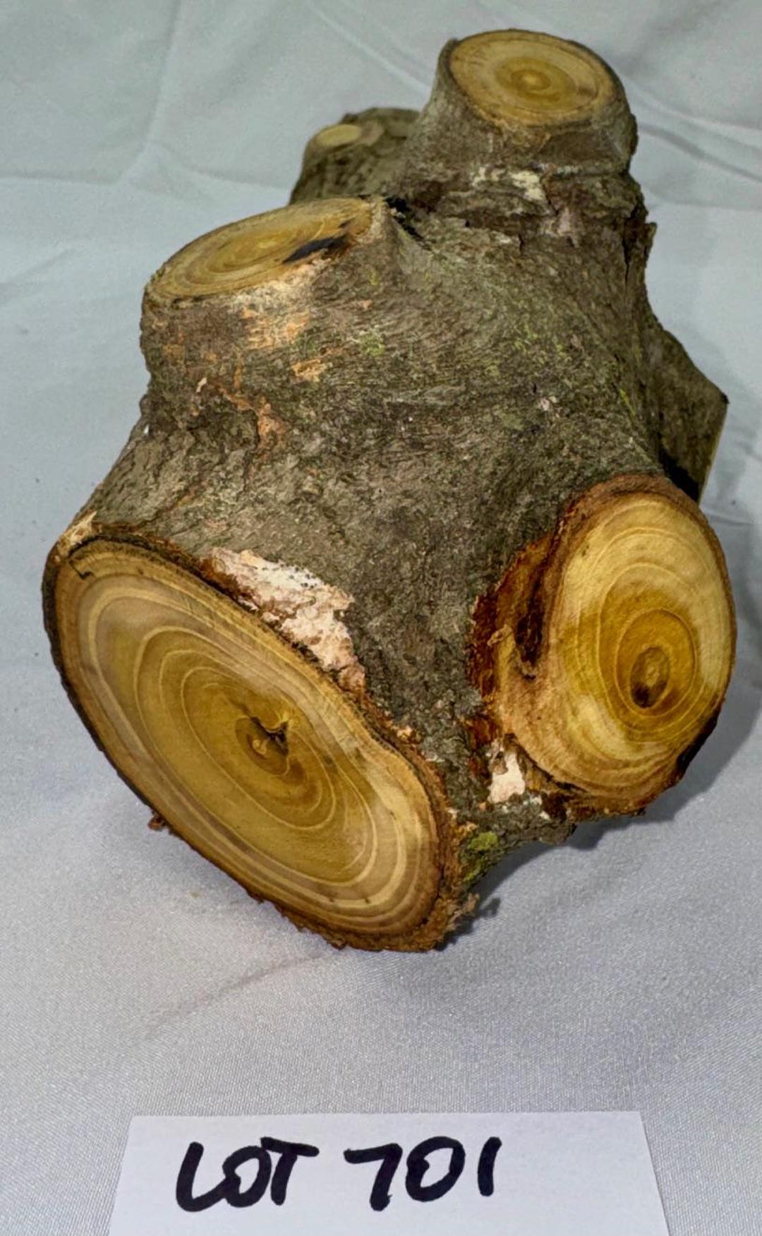Mulberry Project Log With Branch Junctions, Green Wood 16.5 X 3 Inches ...