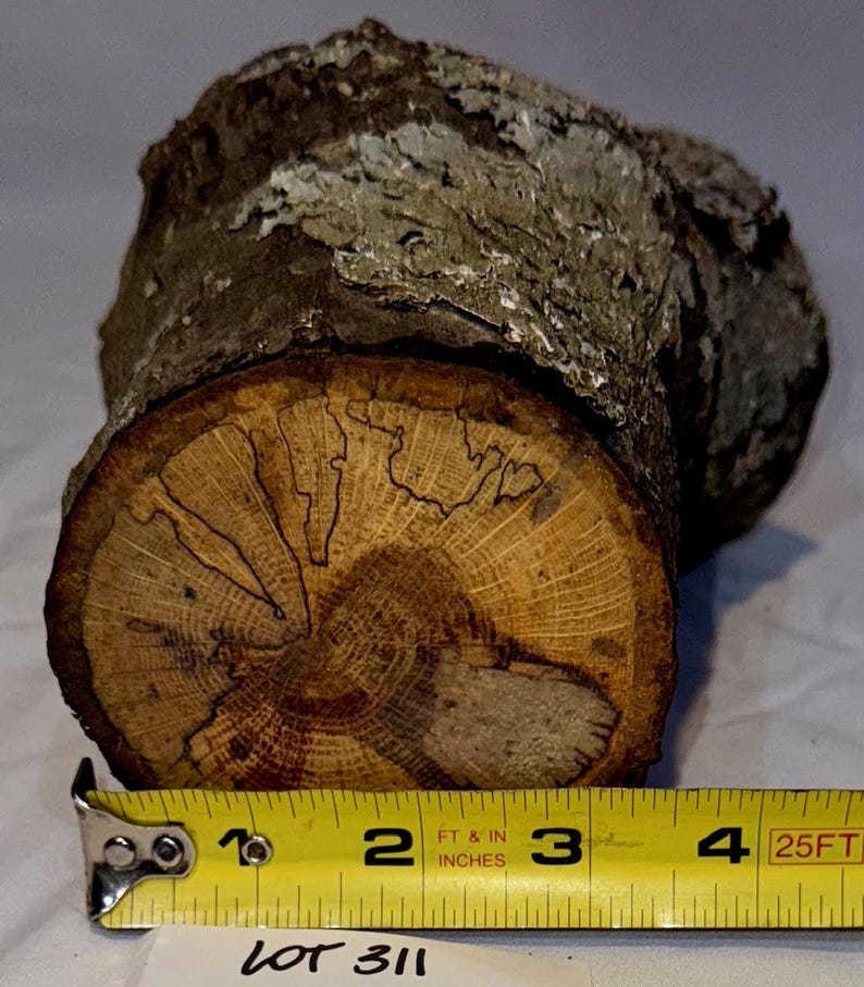 Beautiful Spalted Red Oak Craft Log With Branch Junction Crotch ...