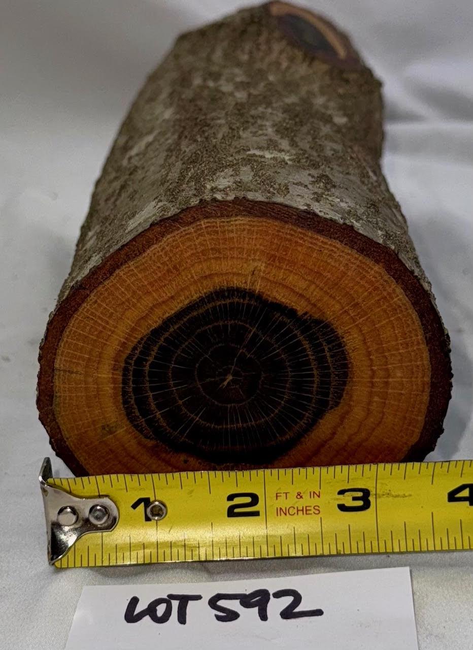 Oak Project Log With Branch Junction, Green Project Wood for ...