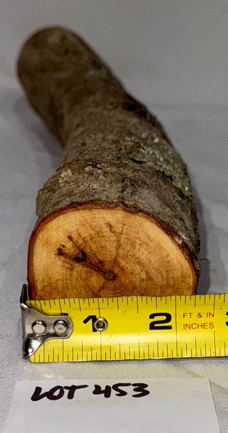 Honey Locust Craft Log, Green Project Wood for Woodworking, Wood ...