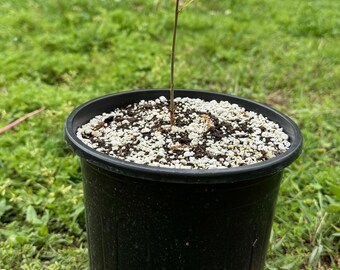 White Oak Seedlings - Etsy