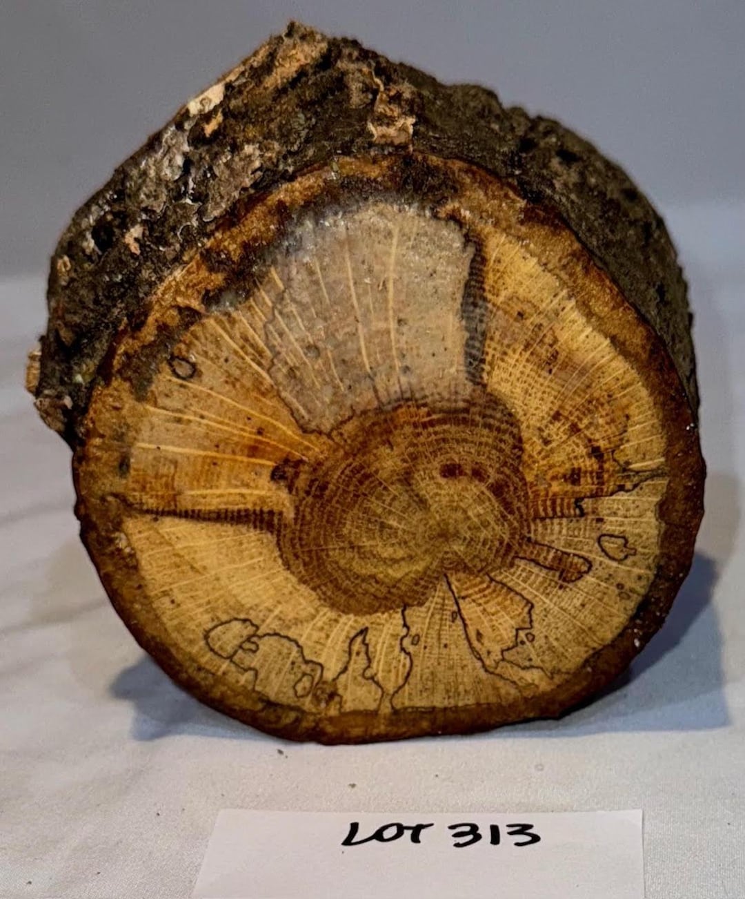 Spalted Red Oak Craft Wood, Project Wood for Turning Blanks, Carving ...