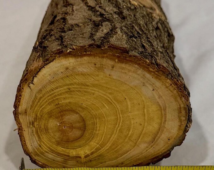 Large Mulberry Project Log for Wood Working, Wood Turning, Wood Carving ...