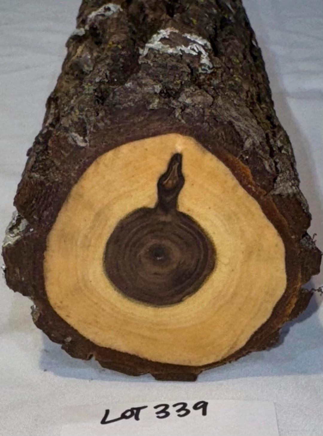 Black Walnut Craft Log, Green Project Wood for Wood Working, Wood ...