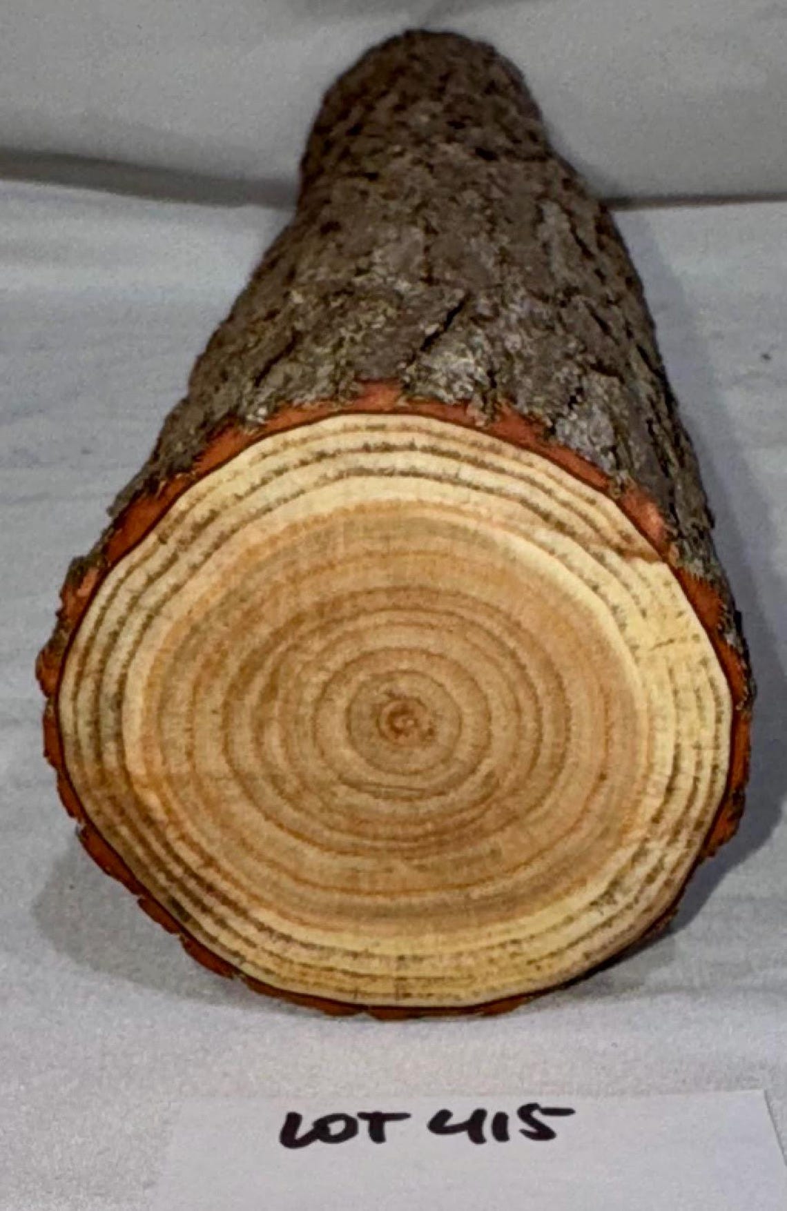 Sassafras Project Log, Green Project Log for Woodworking, Wood Carving ...