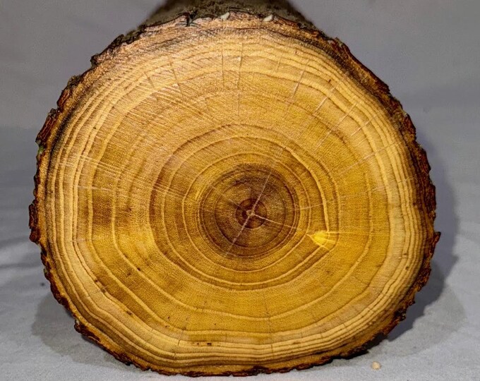 Large Mulberry Project Log, Green Project Wood for Woodworking, Wood ...