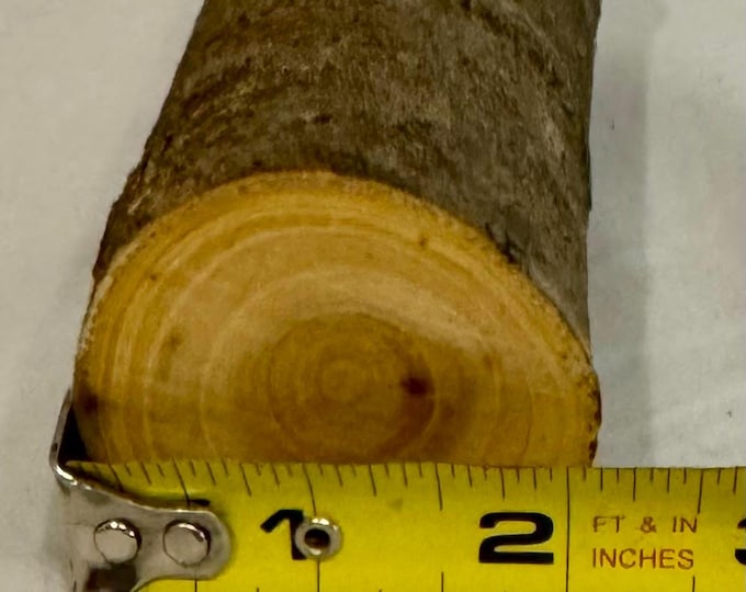 Beautiful Spalted Red Oak Craft Log, Project Wood for Wood Turning ...