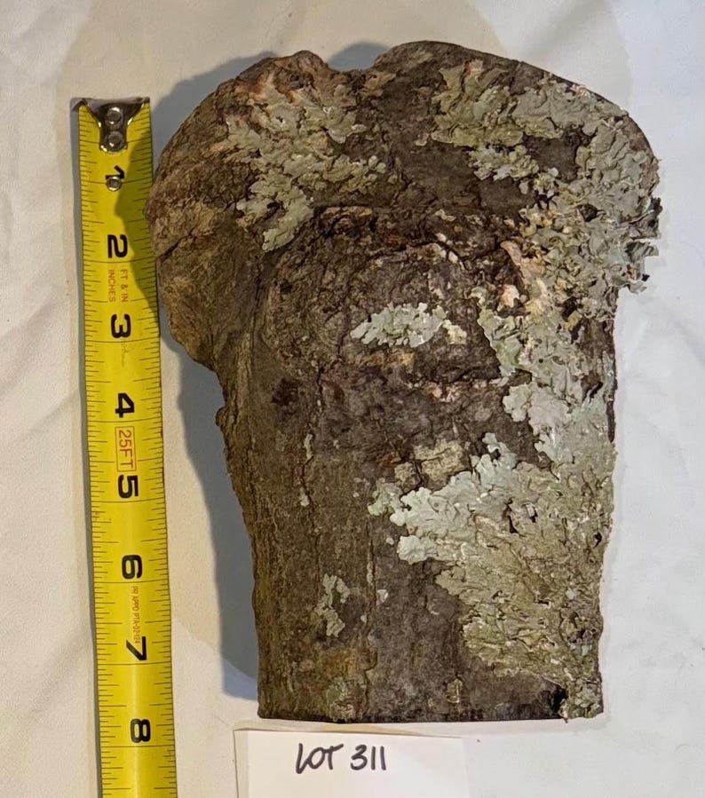 Beautiful Spalted Red Oak Craft Log With Branch Junction Crotch ...