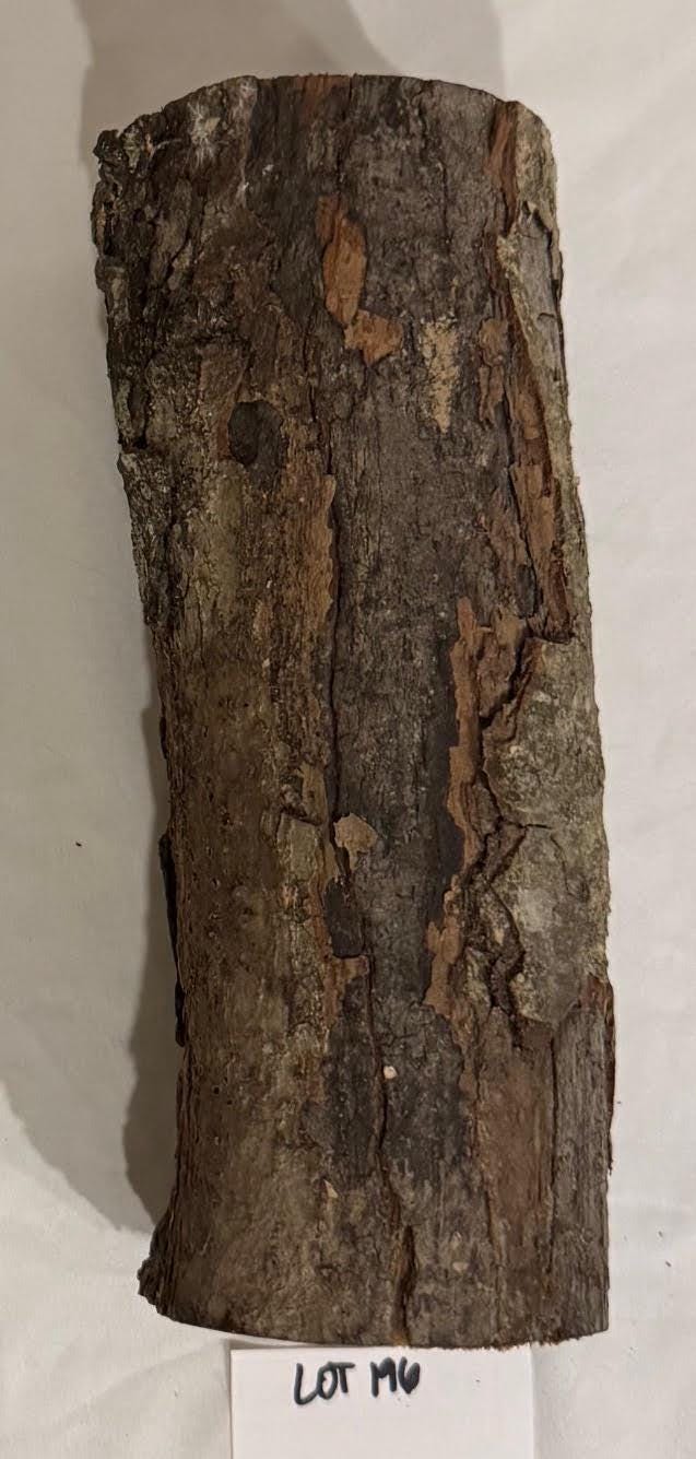 One Piece Lightly Spalted Oak Craft Log for Wood Working, Wood Carving ...