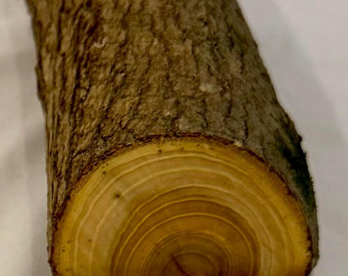 Mulberry Project Wood for Wood Turning, Wood Working, Wood Carving ...