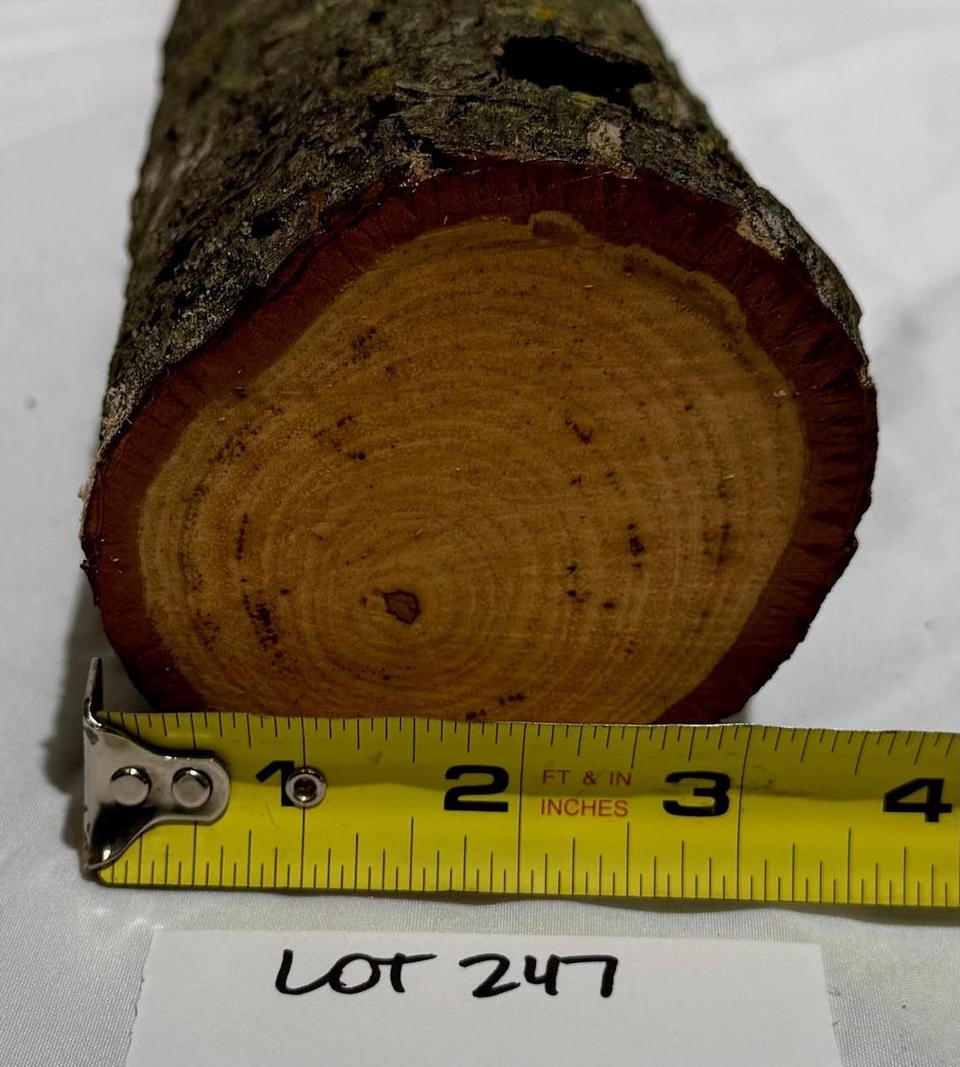 Pecky Pecan Craft Wood Log, Green Wood Turning, Carving Blank (17.5x3.5 ...