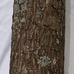 Persimmon Project Log, Green Project Wood for Woodworking, Wood Carving ...