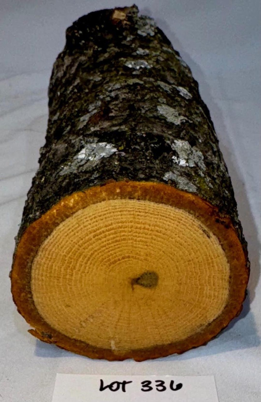 Honey Locust Craft Log, Green Project Wood for Wood Working, Wood ...