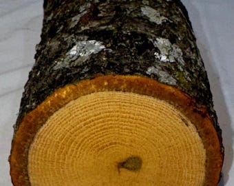 Large Spalted Red Oak Craft Log, Project Wood for Wood Working, Wood ...