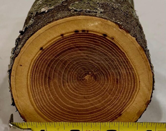 Honey Locust Project Log, Green Project Wood for Wood Carving, Wood ...