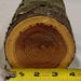 Honey Locust Project Log, Green Project Wood for Wood Carving, Wood ...