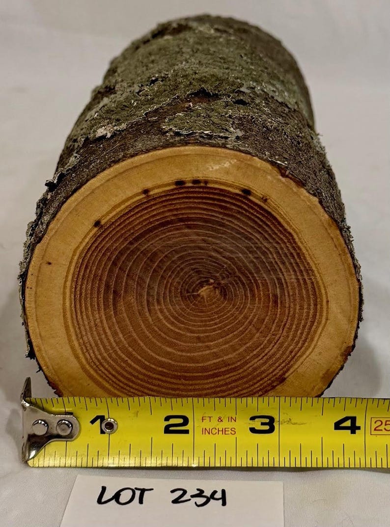 Honey Locust Project Log, Green Project Wood for Wood Carving, Wood ...