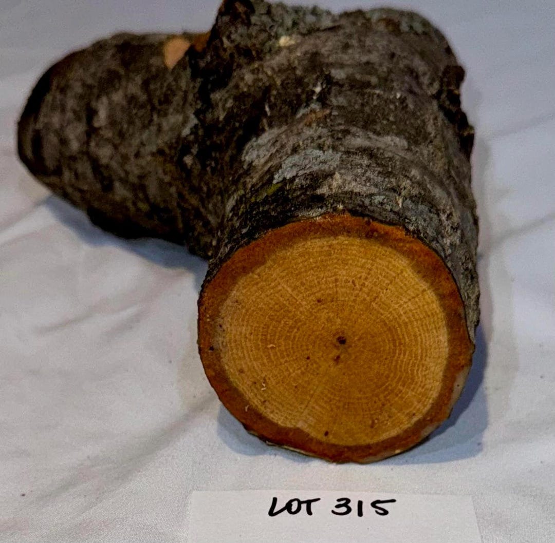 Honey Locust Craft Log With Branch Junction Crotch, Green Project Wood ...