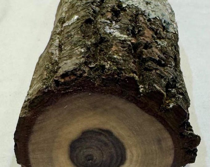 Black Walnut Craft Log, Project Wood for Wood Turning, Wood Carving ...