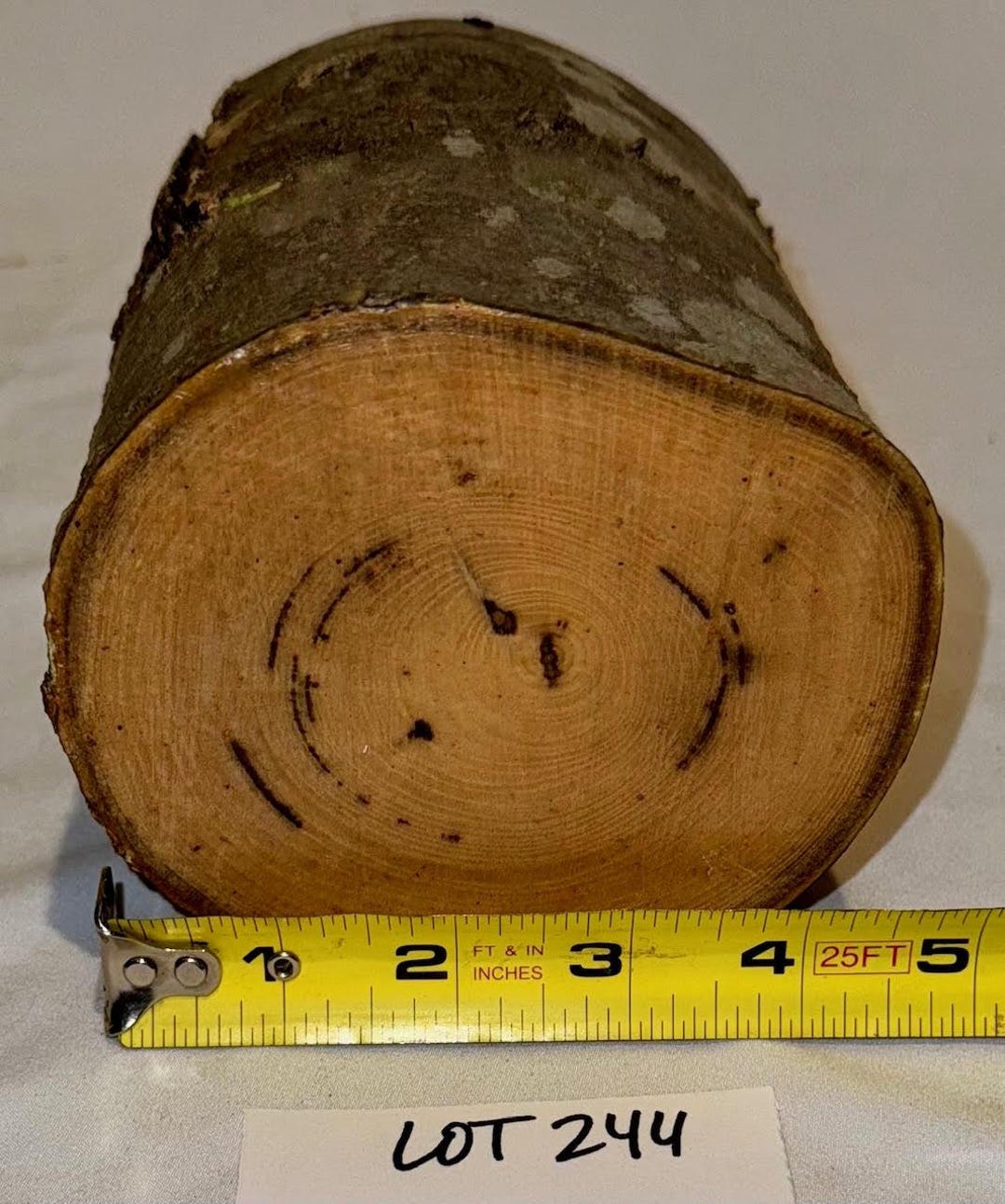 Hackberry Craft Log, Green Wood for Wood Working, Wood Turning, Wood ...