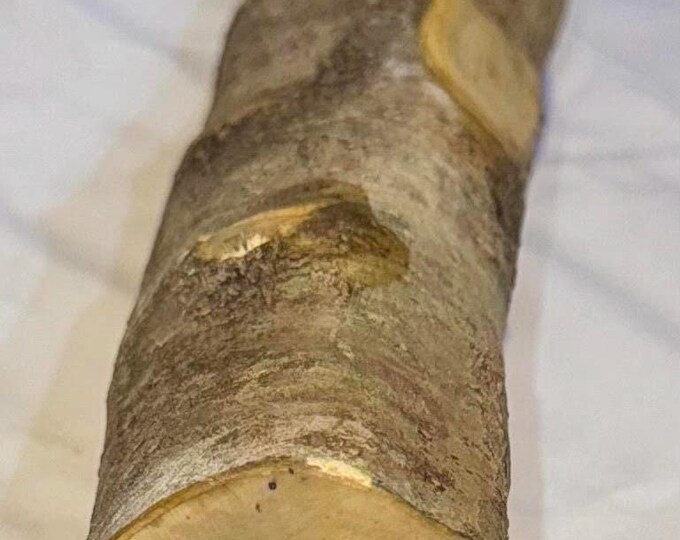 Extra Long American Hornbeam, Ironwood, Musclewood, Blue Birch Wood ...