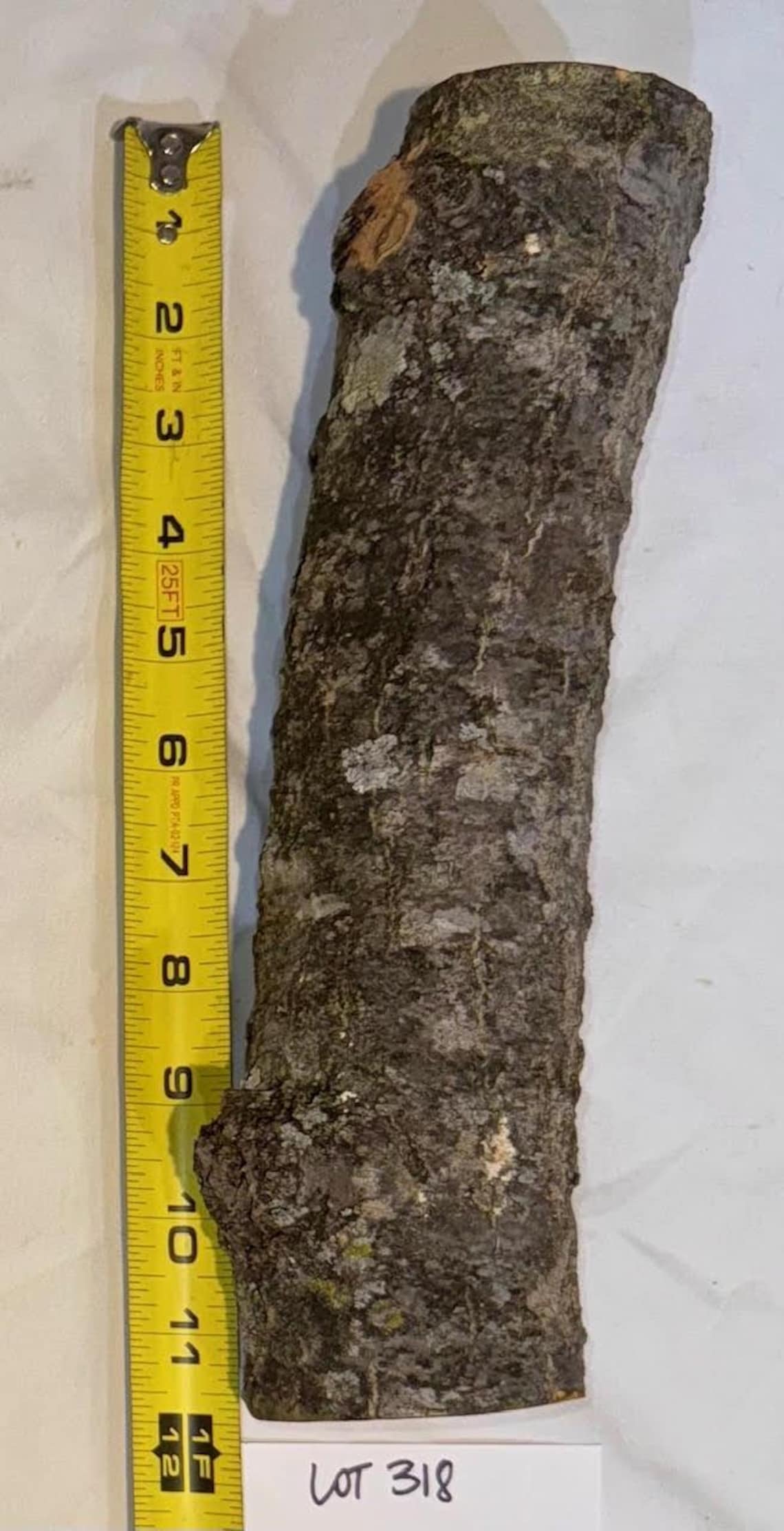 Honey Locust Craft Log, Green Project Wood for Wood Working, Wood ...