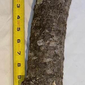 Honey Locust Craft Log, Green Project Wood for Wood Working, Wood ...