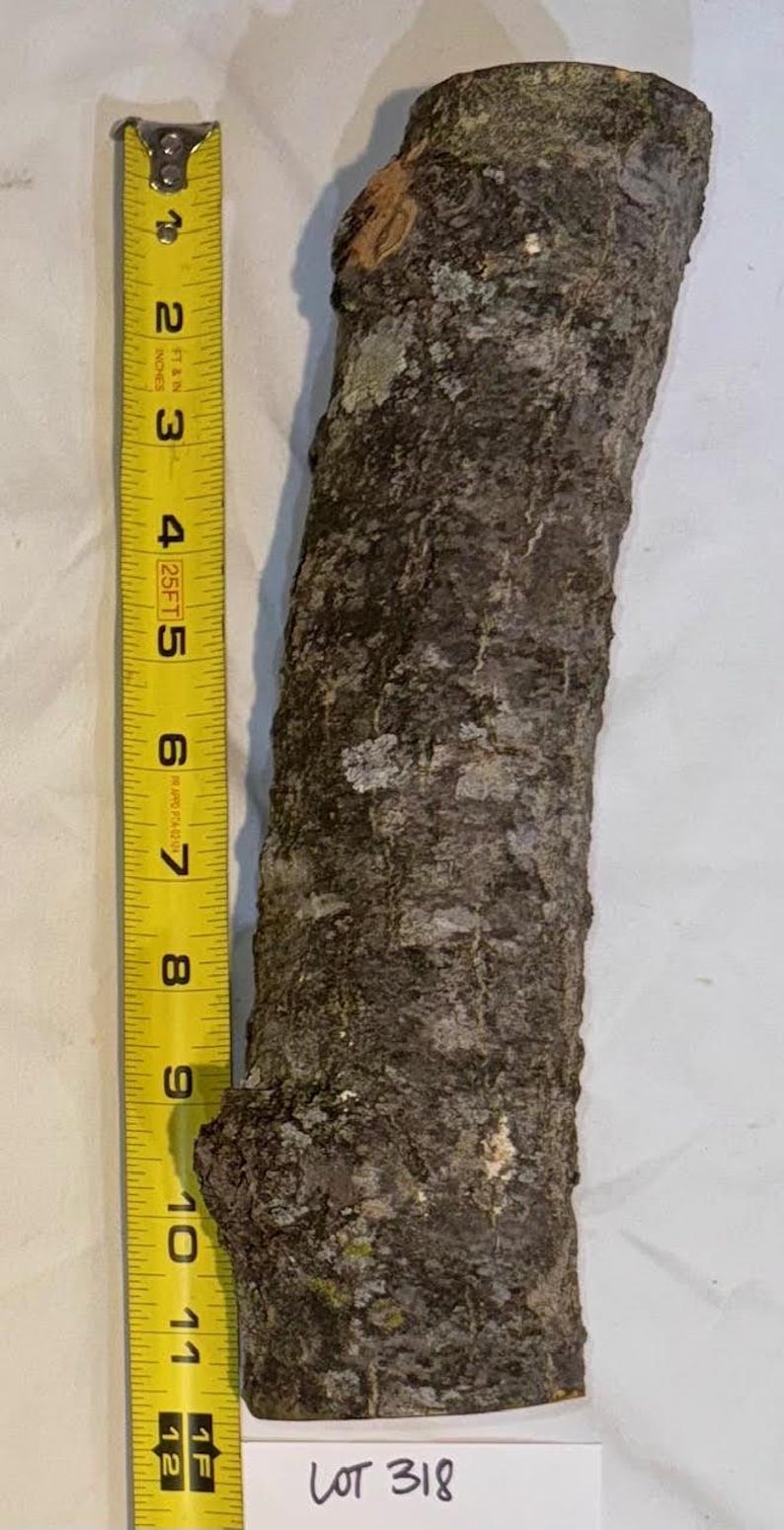 Honey Locust Craft Log, Green Project Wood for Wood Working, Wood ...