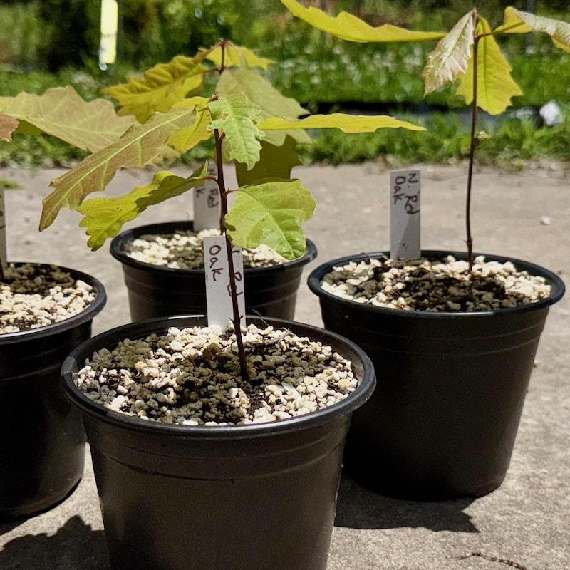 Potted Tree Saplings - Etsy