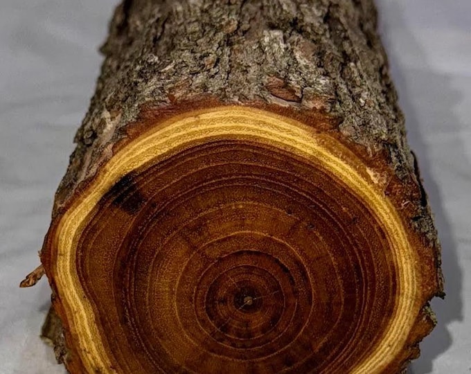 Black Locust Craft Log, Green Project Log for Woodworking, Wood Carving ...