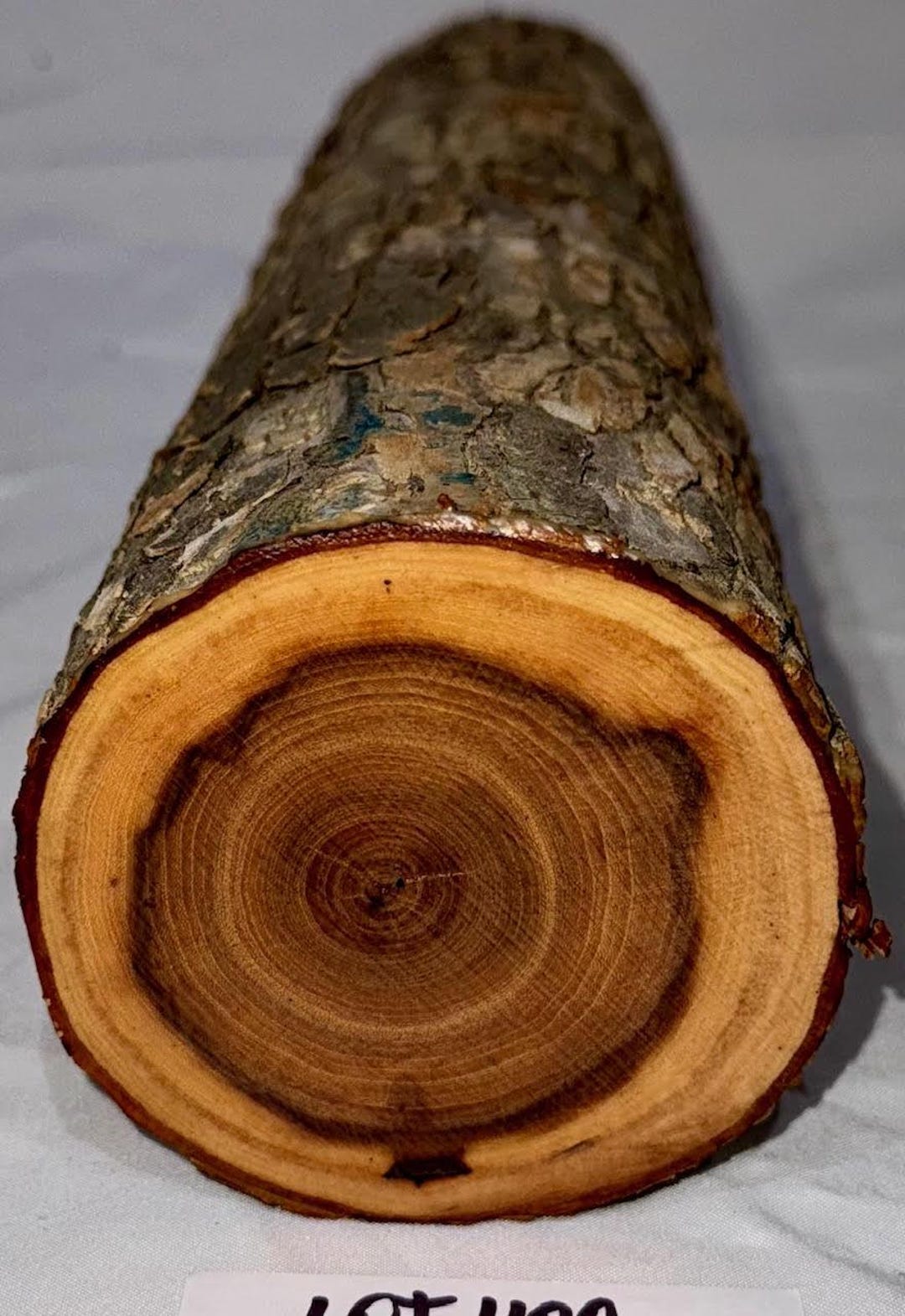 American Hornbeam, Ironwood, Musclewood, Blue Beech Project Log, Green ...