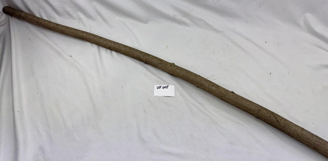 Hazel Walking Stick, Cane Blank 65.5 Inches X 1.25 Inches Green Wood - Etsy