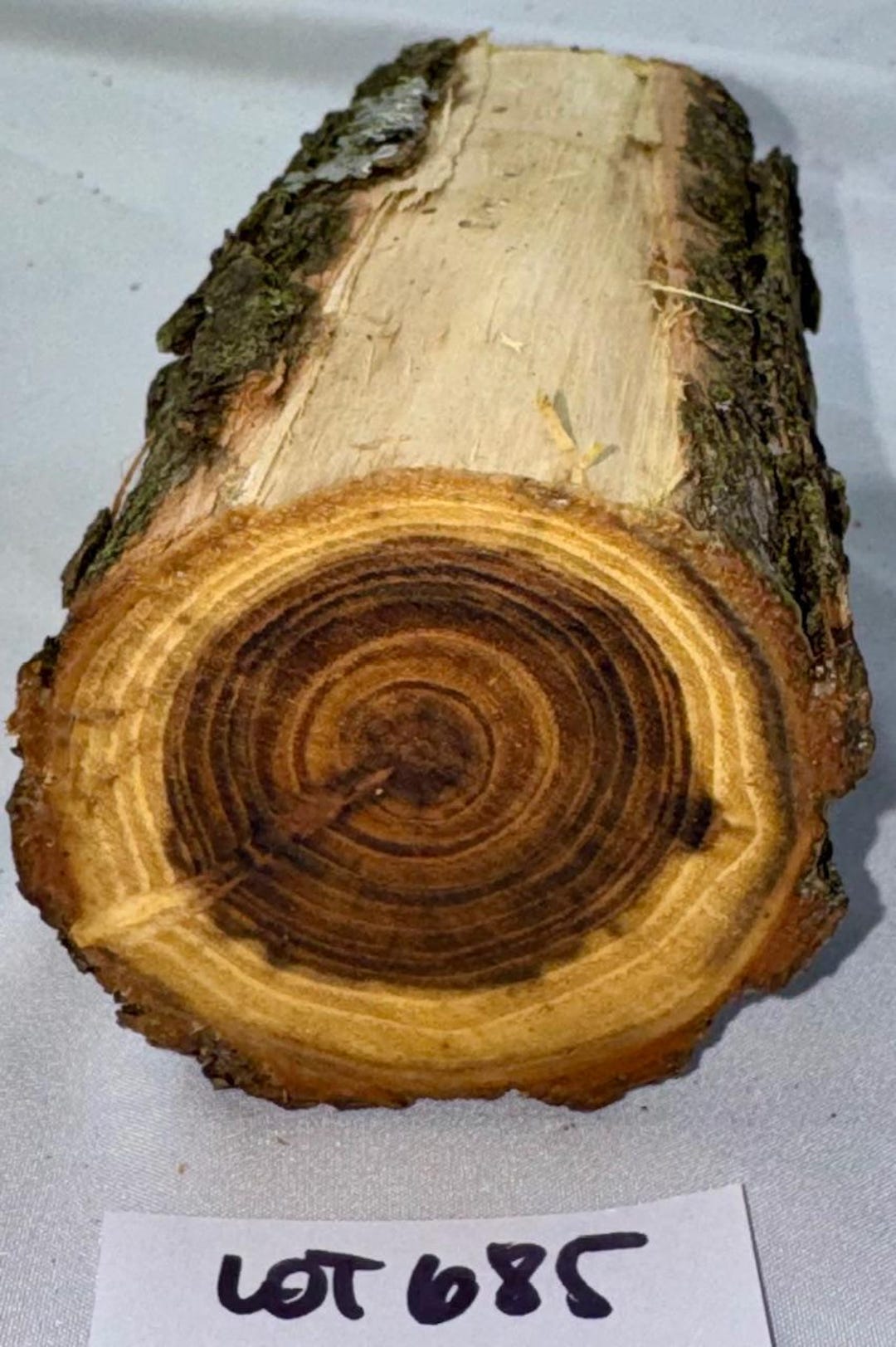 Mini Black Locust Project Log, 5.5 X 2.75 Inches Green Wood - Etsy
