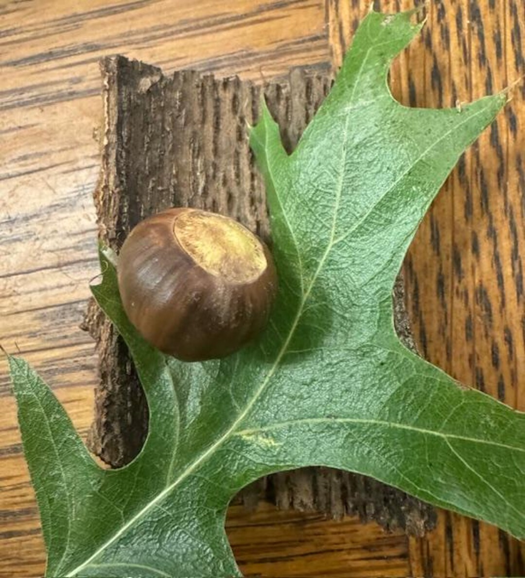 12+ Pin Oak Acorns, Natural, Organic, Craft, Decoration, Seasonal ...