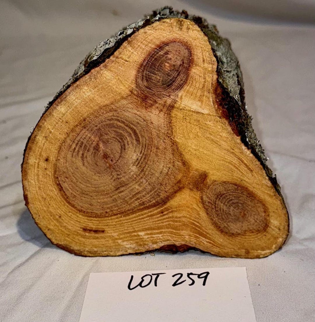 One Piece Honey Locust Craft Log, Green Project Wood for Wood Carving ...
