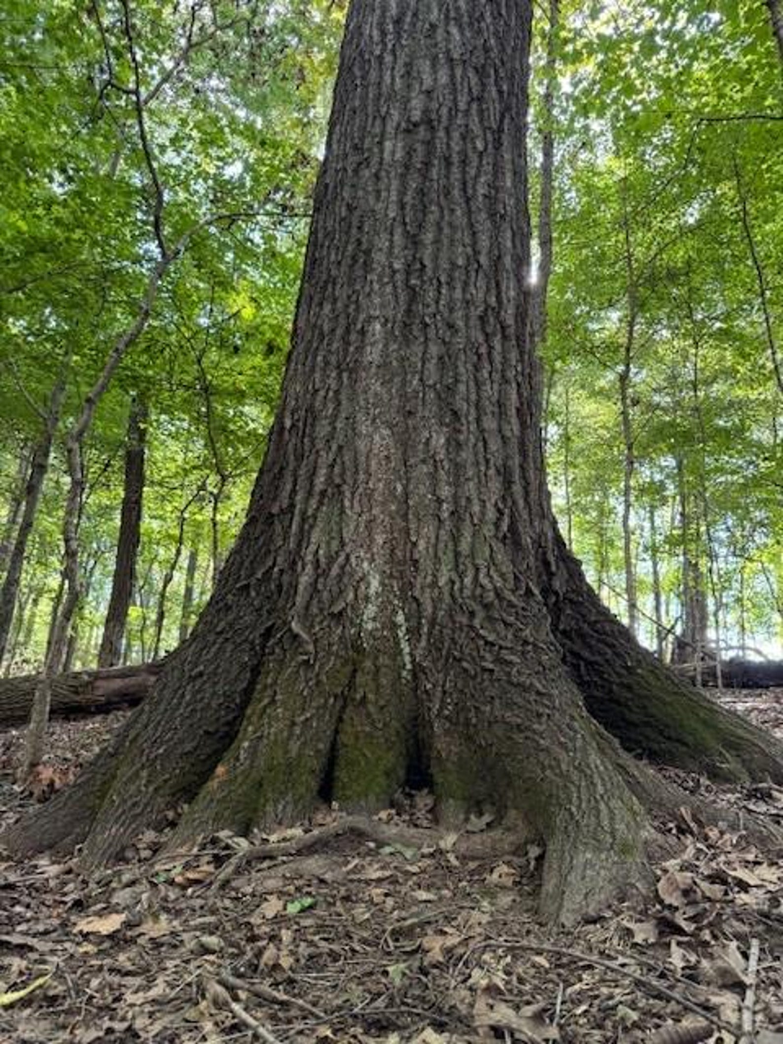 12+ Northern Red Oak Craft Acorns, Craft Supplies, Seasonal Decoration ...