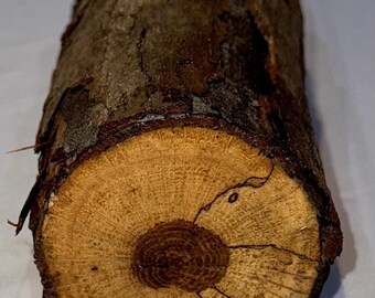 Spalted Red Oak Craft Log, Project Wood for Woodworking, Wood Carving ...