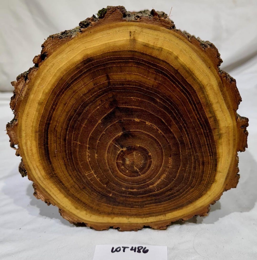 Large Black Locust Project Log, Green Project Wood for Woodworking ...