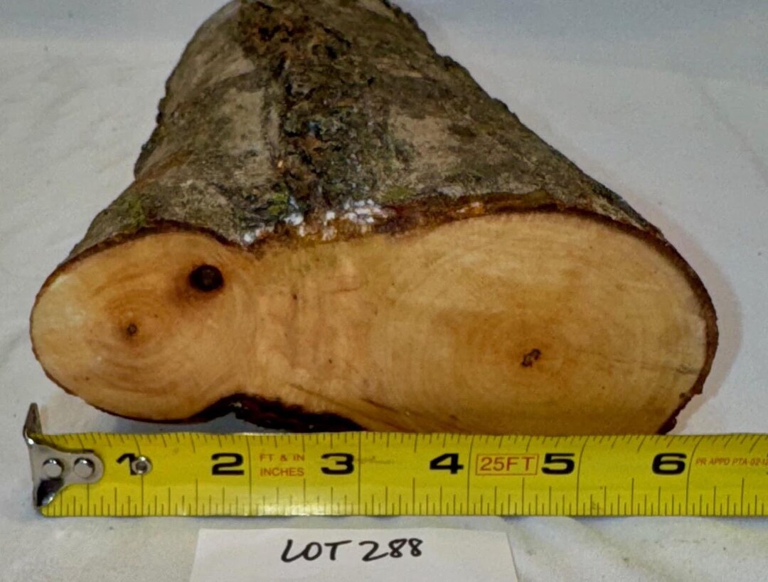 Red Maple Craft Log With Branch Junction, Green Project Log for Wood ...