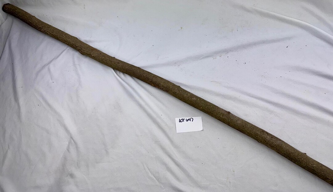 Hazel Walking Stick, Cane Blank 64.5 Inches X 1.5 Inches Green Wood - Etsy