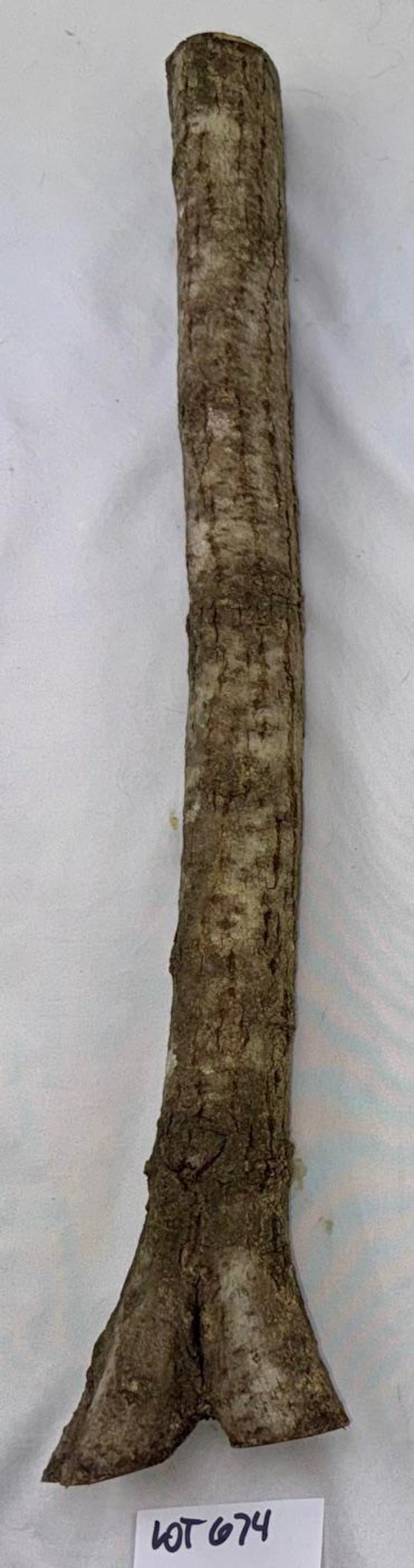Black Walnut Craft Log With Branch Junction, 19 X 1.75 Inches (stump ...